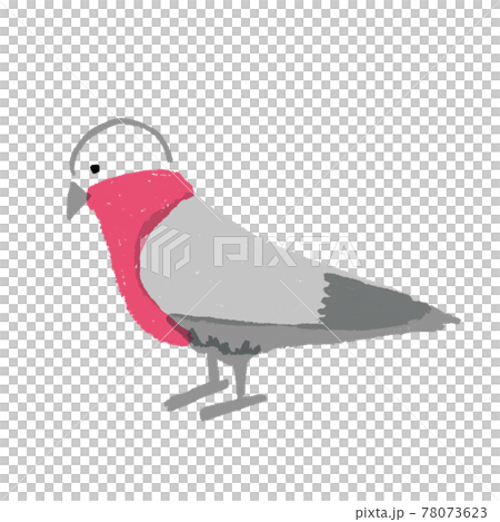 Galah Australian animal - Stock Illustration [78073623] - PIXTA