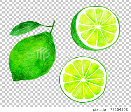 Lime watercolor illustration - Stock Illustration [78104308] - PIXTA