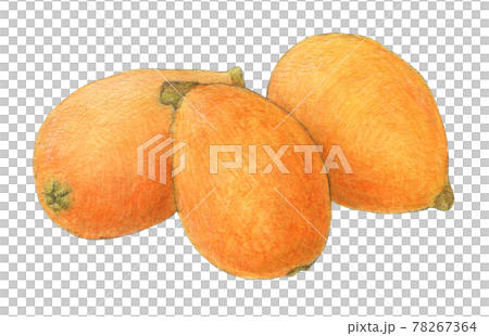 Loquat fruit watercolor pencil drawing - Stock Illustration [78267364 ...