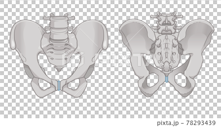 Front and back pelvis illustration - Stock Illustration [78293439] - PIXTA