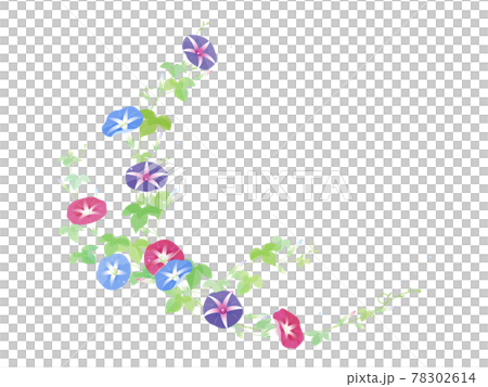 Asagao's frame - Stock Illustration [78302614] - PIXTA