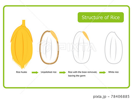 Rice Diagram
