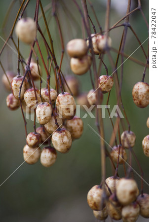 Chinaberry Tree Berries The Chinaberry Tree