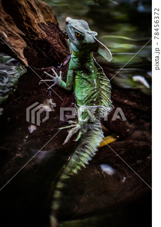 Mazii - Rated #1 Japanese English Dictionary Online