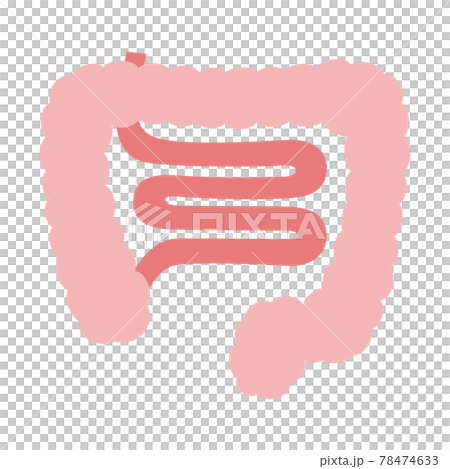 Illustration of a beautiful pink small intestine. - Stock Illustration ...