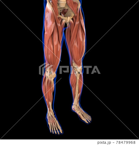 Male Leg Muscles