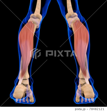 Soleus Muscle Anatomy