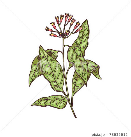 Clove Plant Drawing