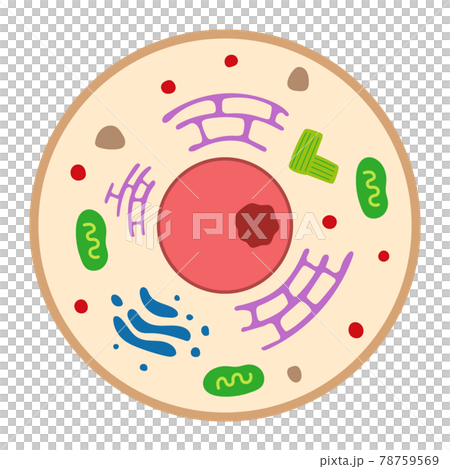 Animal Cell Clipart