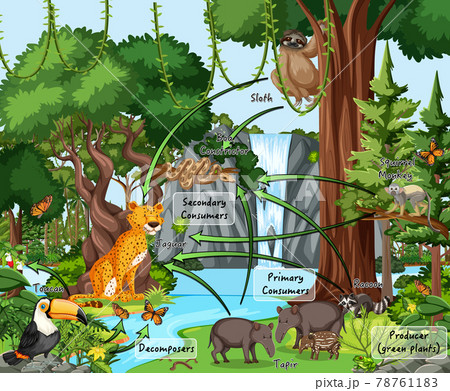 Rainforest Ecosystem Food Web Diversity Begets Stability In Atlantic