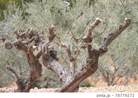 Ancient death olive treeの写真素材 [78779272] - PIXTA