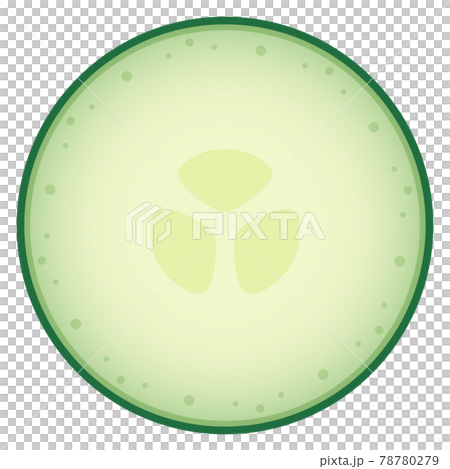 Illustration of cucumber cross section_front - Stock Illustration ...