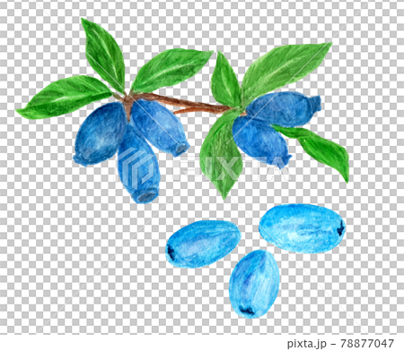 Haskap watercolor illustration - Stock Illustration [78877047] - PIXTA