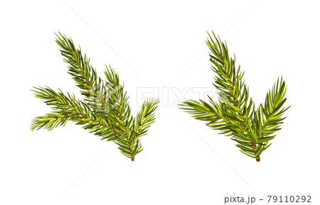 Evergreen Pine Tree Branch with Needle Leaves...のイラスト素材 [79110292] - PIXTA