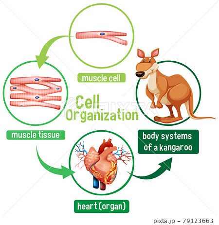 Kangaroo Muscle Anatomy Animal Anatomy Study