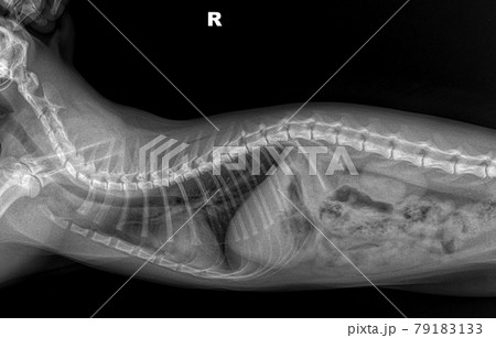 X-ray of a cat's chest on black background...の写真素材 [79183133] - PIXTA