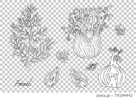 Fennel illustration set-hand drawn line drawing - Stock Illustration ...