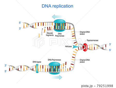 Dna Replication