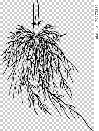 Rice root 2 - Stock Illustration [79275886] - PIXTA