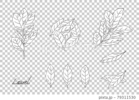 bay, vector, vectors - Stock Illustration [79311530] - PIXTA