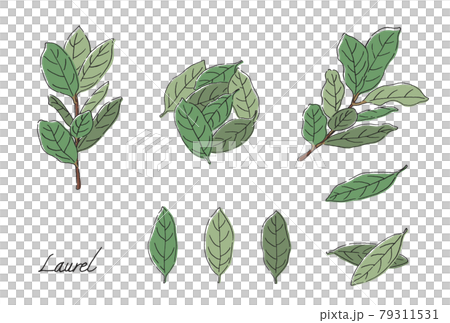 bay, vector, vectors - Stock Illustration [79311531] - PIXTA