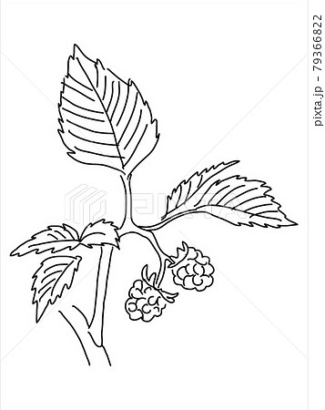 Raspberry Silhouette