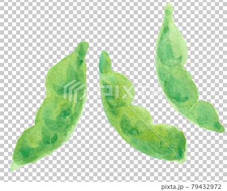 Illustration of edamame drawn with watercolors - Stock Illustration ...