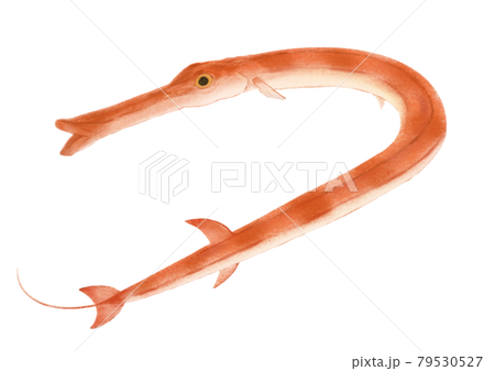 Red cornetfish illustration - Stock Illustration [79530527] - PIXTA