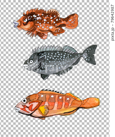3 species of fish Scorpion fish Aigo Akahata - Stock Illustration ...