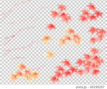 Maple parts drawn in watercolor - Stock Illustration [80190267] - PIXTA