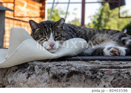 Cute cat sleeping on a hatの写真素材 [80403596] - PIXTA