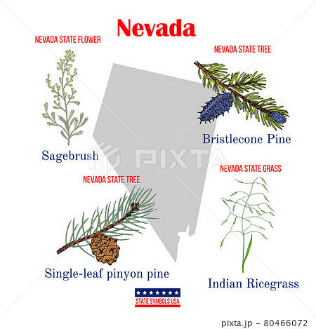Nevada State Tree And Its Leaves