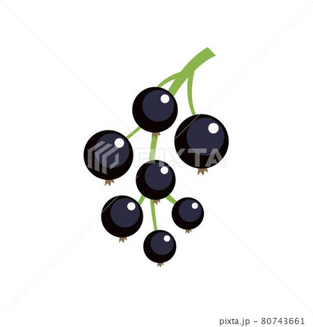 Blackcurrant icon flat isolated vectorのイラスト素材 [80743661] - PIXTA