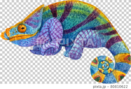 Chameleon watercolor - Stock Illustration [80810622] - PIXTA
