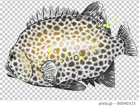 Spotted knifejaw, a high-class fish - Stock Illustration [80840315] - PIXTA