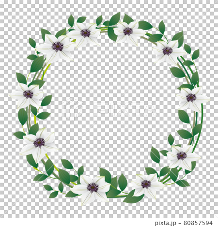 Clematis flower illustration frame - Stock Illustration [80857594] - PIXTA