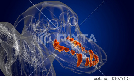 Dog upper teeth Anatomy For Medical Concept 3Dのイラスト素材 [81075135] - PIXTA