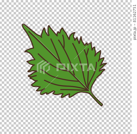 Shiso illustration Shiso Shiso Ooba - Stock Illustration [81162751] - PIXTA