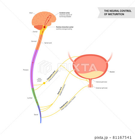 Micturition neural controlのイラスト素材 [81167541] - PIXTA