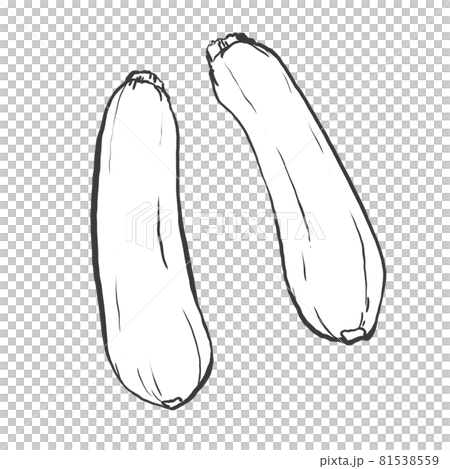 Zucchini Japanese style hand-drawn line drawing... - Stock Illustration ...