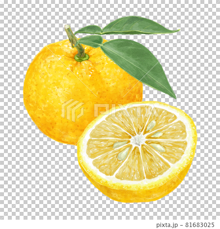 Illustration of a beautiful yuzu with leaves - Stock Illustration ...