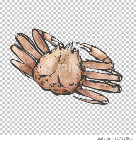 snow crab, crab, crabs - Stock Illustration [81752563] - PIXTA