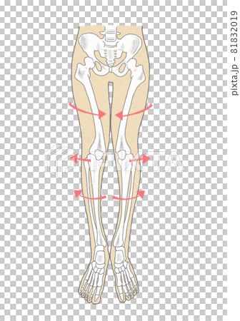 Distortion direction of the lower body skeleton - Stock Illustration ...