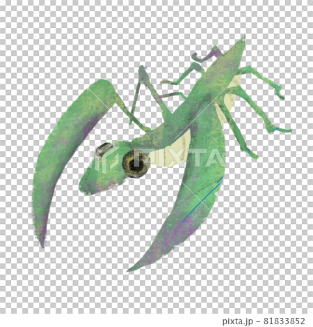 Hand-painted mantis - Stock Illustration [81833852] - PIXTA