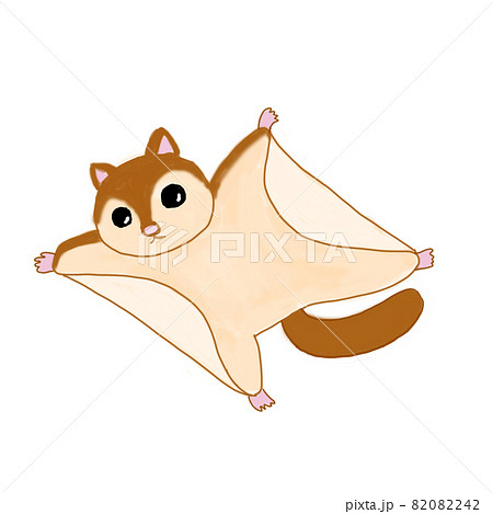 Cute Flying Squirrel Drawing