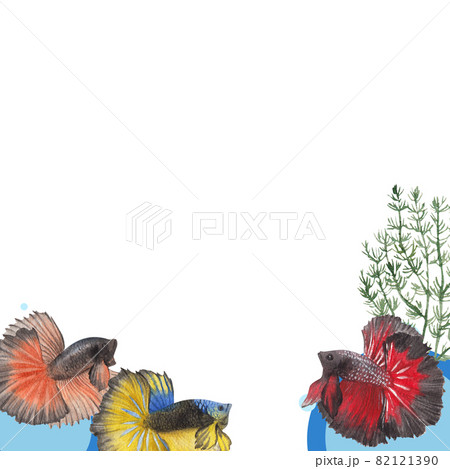 Betta fish frame watercolorのイラスト素材 [82121390] - PIXTA