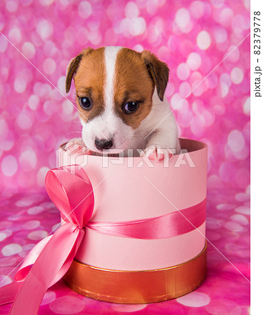 Present box with Cute jack russel terrier puppy. 82379778 PIXTA