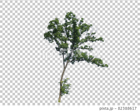 tree, lichen, Tree isolated on the white... - Stock Illustration ...
