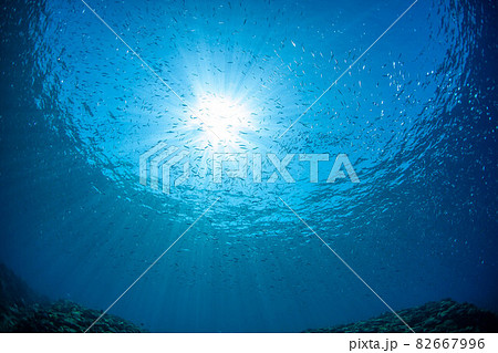 キビナゴの稚魚と太陽 Banded blue sprat and the sunの写真素材 [82667996] - PIXTA