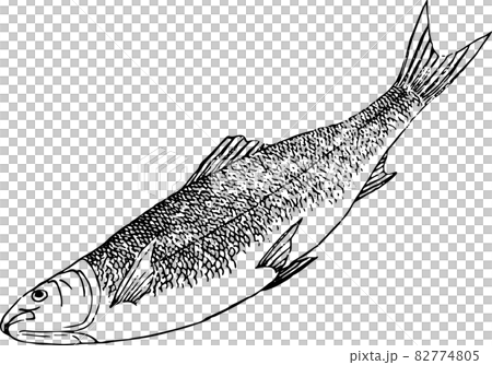 Fish: Japanese dace - Stock Illustration [82774805] - PIXTA